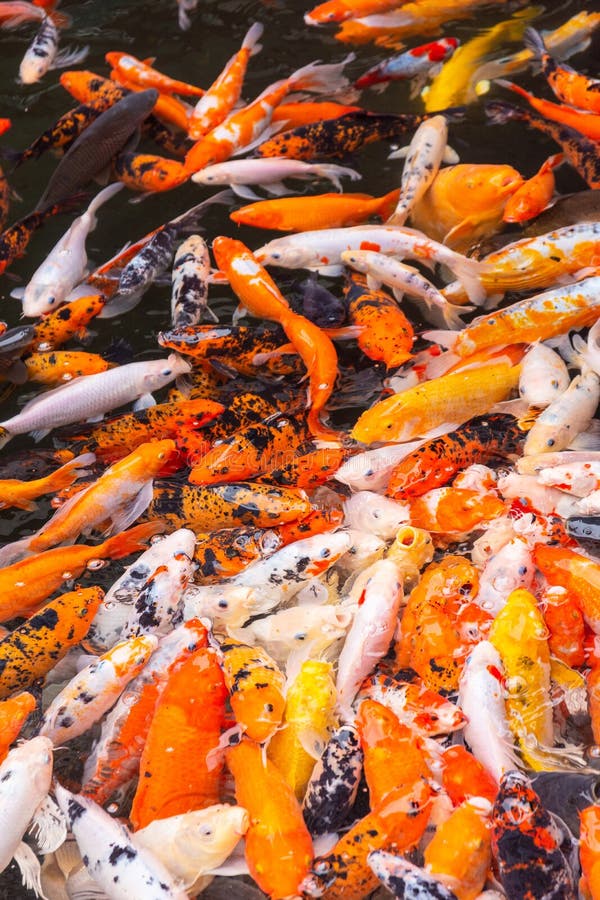 Vertical Shot of a Lot of Colorful Koi Fish in China Stock Image ...