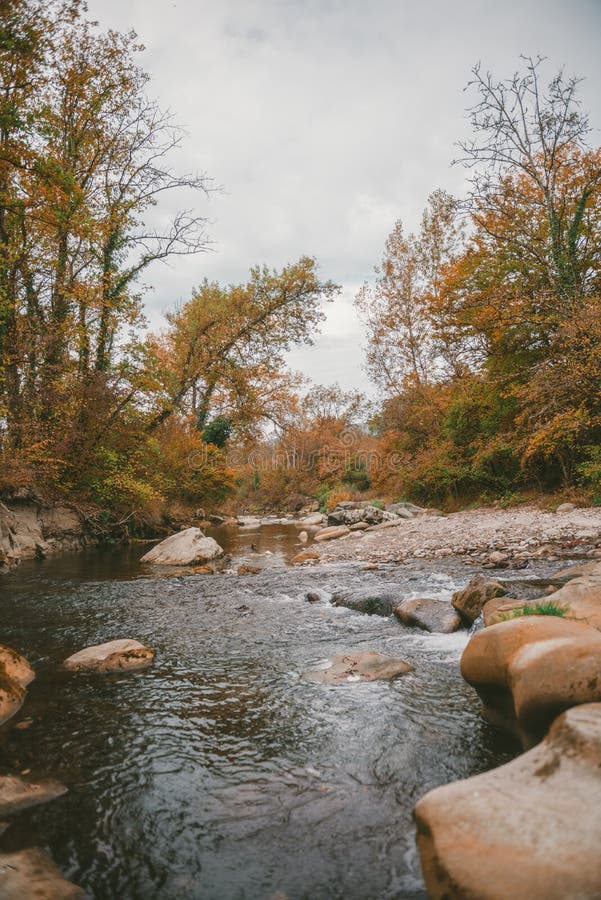 Vertical Shot of a Lot of Rocks in a River Surrounded by Beautiful ...