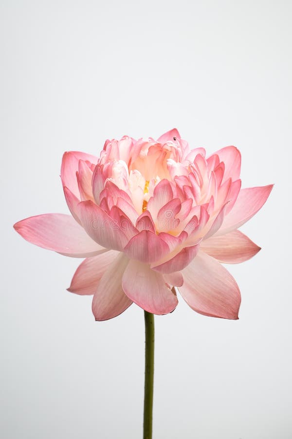 Vertical Shot of a Lotus Flower on a White Background Stock Photo ...
