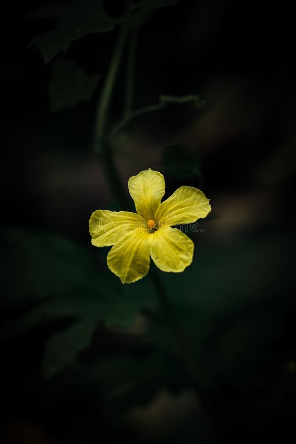 Operculata Flower Stock Photos - Free & Royalty-Free Stock Photos from ...