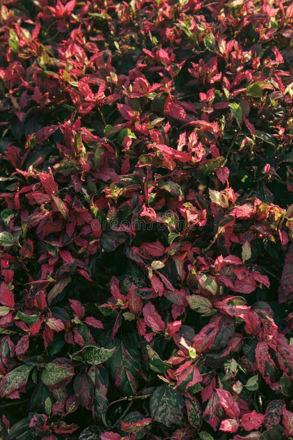 Vertical Shot of a Lush Bush with Red Green Foliage Stock Image - Image ...
