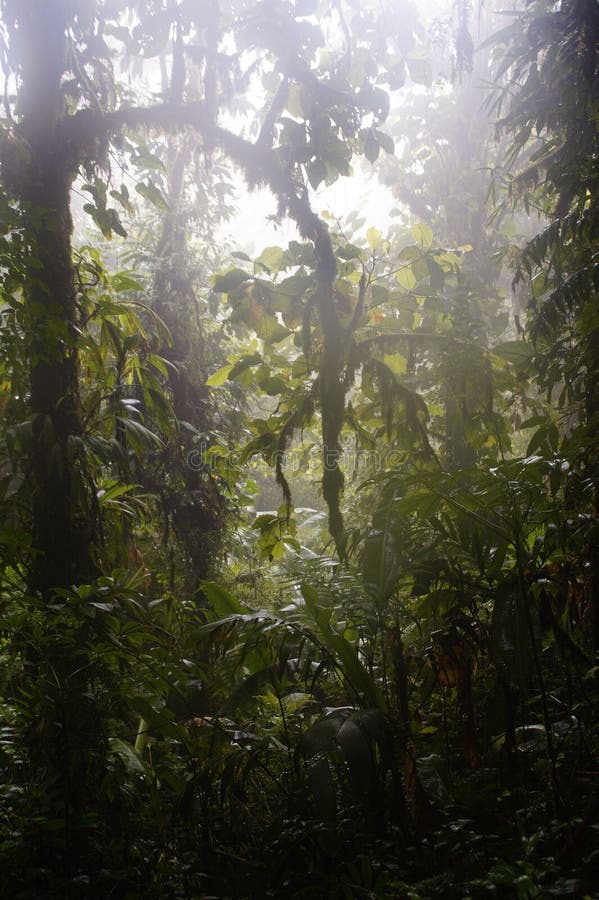 Vertical Shot of Lush Greenery in the Rainforest Stock Photo - Image of ...