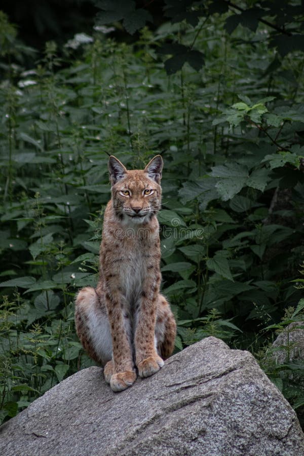 Vertical Shot of a Lynx Sitting on a Rock in a Forest Stock Photo ...