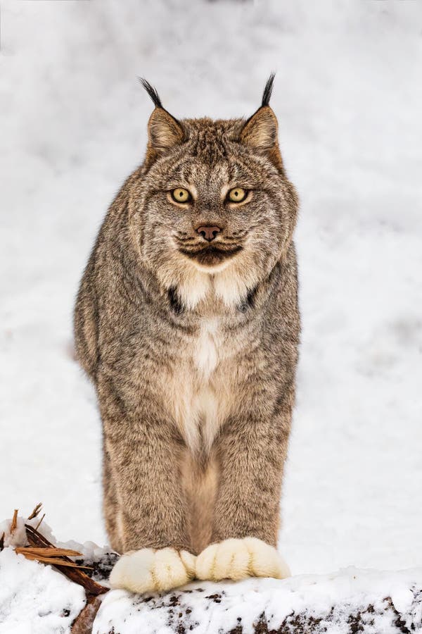 Vertical Shot of a Lynx in Snow. Stock Image - Image of wildcat, animal ...