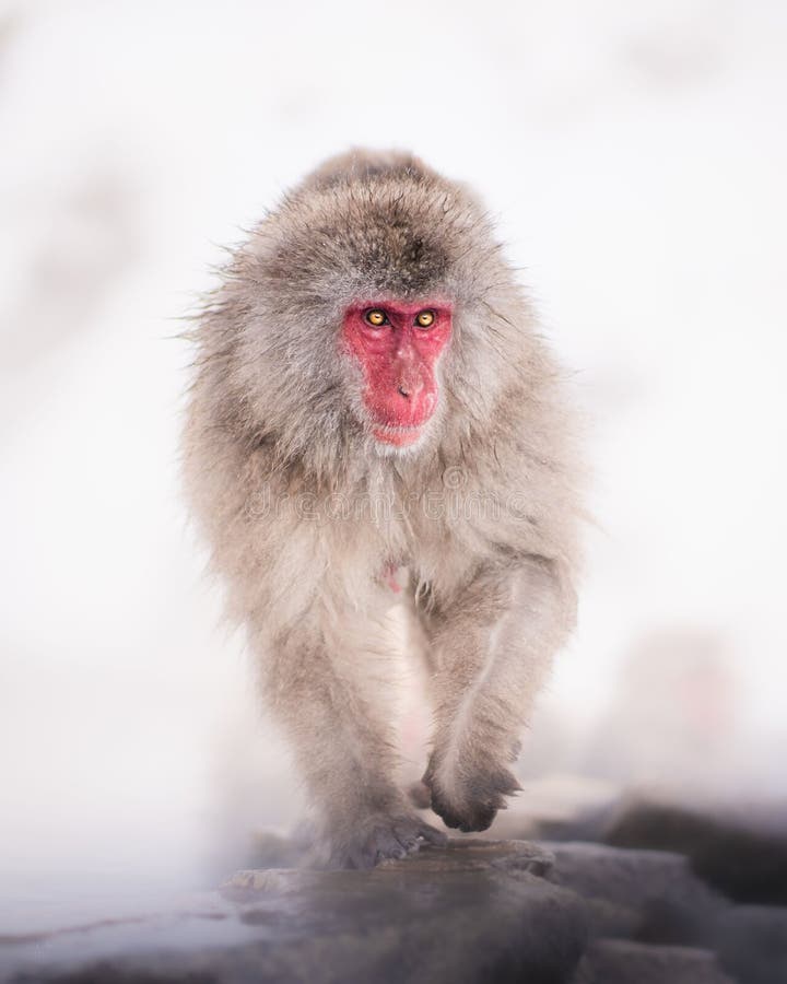 Vertical Shot of a Macaque Walking on Stones Stock Image - Image of ...