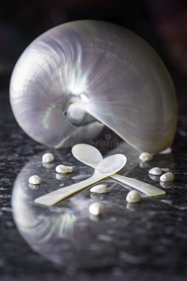 Vertical Shot of Macoma Shell and Two Spoons Made from Its Material ...