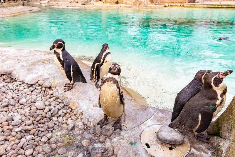 Vertical Shot of Magellanic Penguins by the Lake during Daytime Stock ...