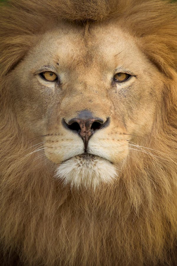 Vertical Shot of a Magnificent Lion Looking Proudly into the Camera ...