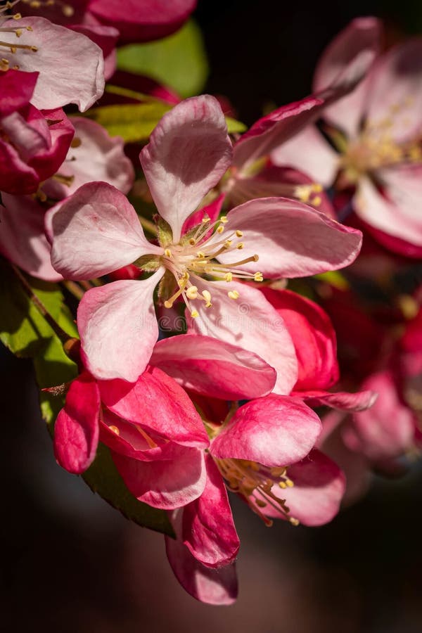 Vertical Shot of the Magnificent Pink Cherry Blossoms on the Tree Stock ...
