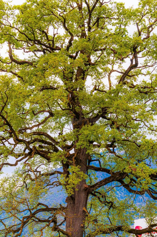 Vertical Shot of a Magnificent Tall and Green Tree Captured in a Forest ...