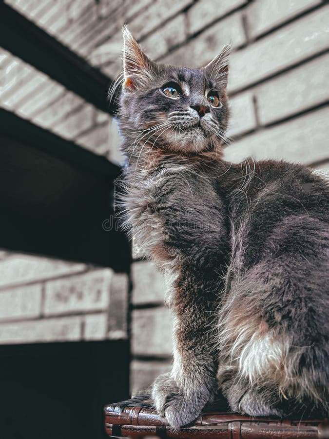 Vertical Shot of a Maine Coon Sitting on the Wood Stock Photo - Image ...