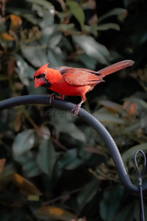 Vertical Shot of a Male Northern Cardinal Stock Photo - Image of beak ...