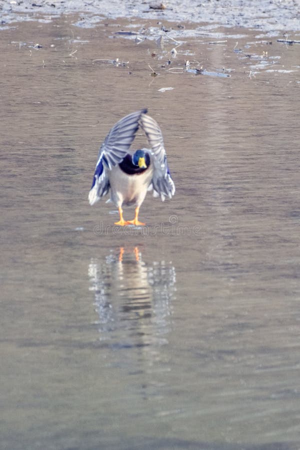 Vertical Shot of a Mallard Duck Flying Over a Lake Stock Photo - Image ...