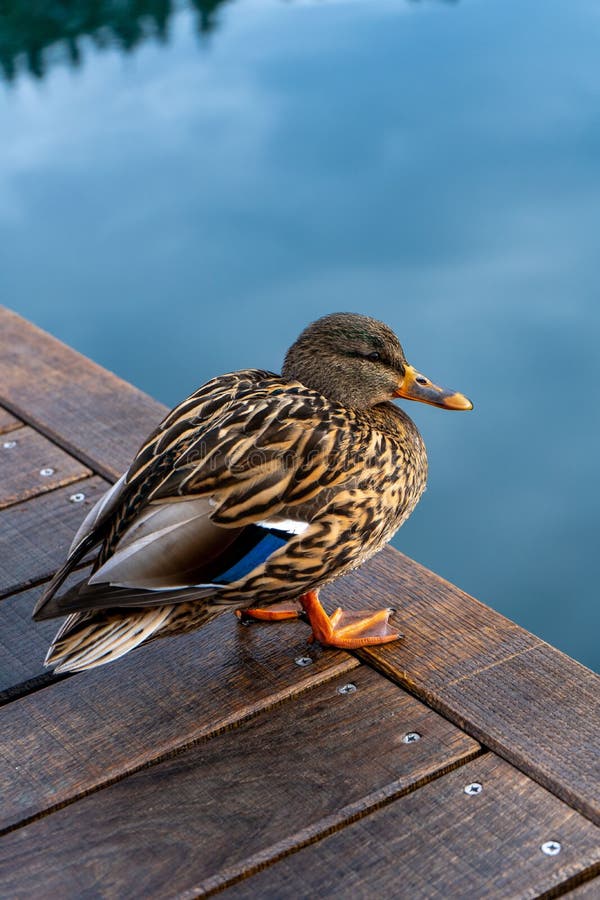 Vertical Shot of a Mallard Duck Standing on a Dock- Anas Platyrhynchos ...