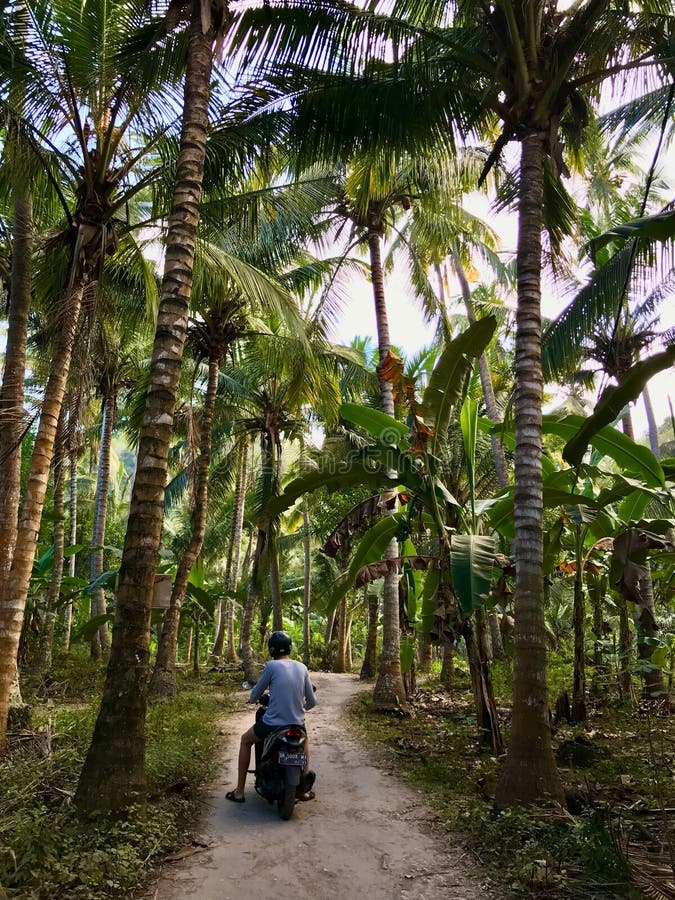 Vertical Shot of a Man on a Motorcycle on a Path between Palm Trees ...