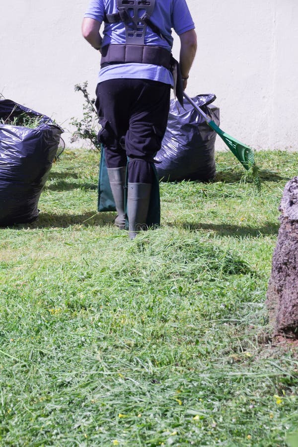 Vertical Shot of the Man with a Rake Cleaning the Lawn from Grass ... Vertical Shot of the Man with a Rake Cleaning the Lawn from Grass ...