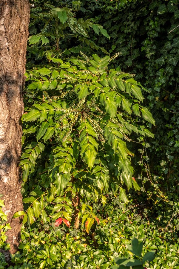 Vertical Shot of a Manchurian Walnut Tree in a Forest Stock Image ...