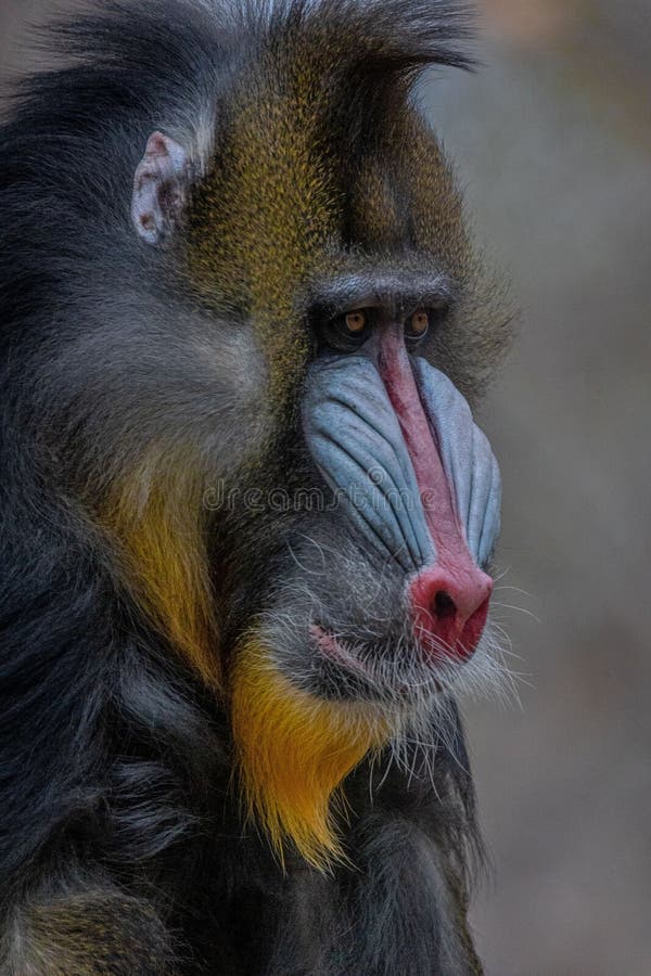 Vertical Shot of a Mandrill is Looking Straight Ahead with a Bright Red ...