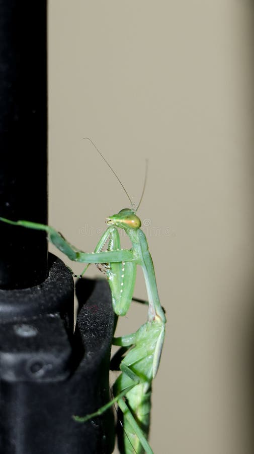 Vertical Shot of a Mantis Insect Stock Photo - Image of animal, insect ...