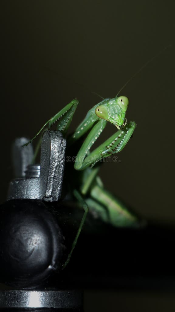Vertical Shot of a Mantis Insect Stock Photo - Image of predator ...