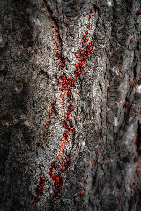 Vertical Shot of Many Firebugs Crawling Up the Trunk of a Tree Stock ...