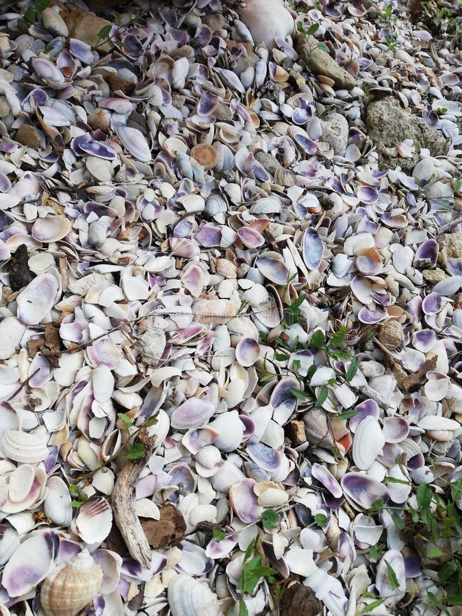 Vertical Shot of Many Small Colorful Seashells Outdoors during Daylight ...