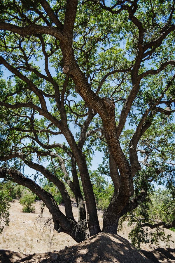 Vertical Shot of a Mastic Tree Stock Image - Image of growth, plant ...