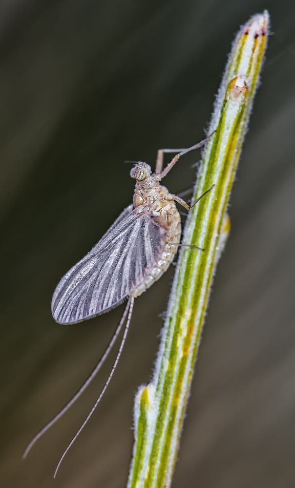 Vertical Shot of a Mayfly Insect on a Branched Stalk Stock Photo ...