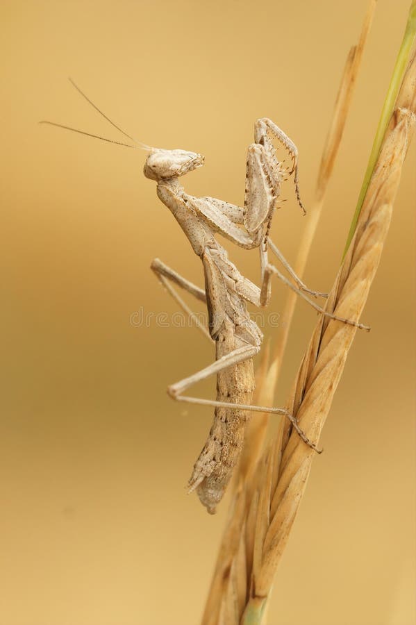 Vertical Shot of a Mediterranean Dwarf Mantis Perched on a Reed Stock ...