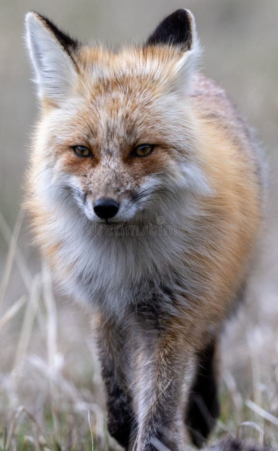 Vertical Shot of a Middle Russian Fox Walking in the Nature Stock Image ...