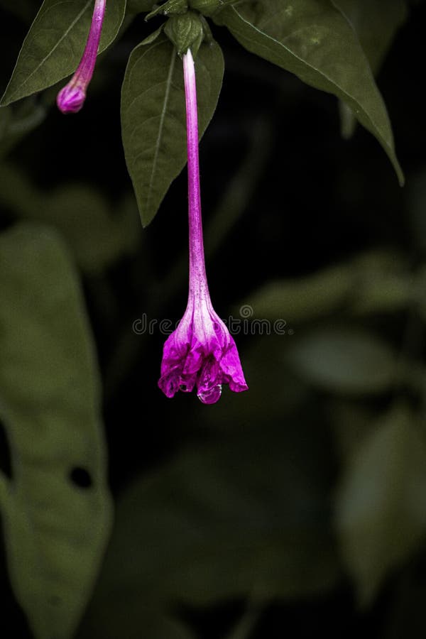 Vertical Shot of a Mirabilis Jalapa Growing in a Garden Stock Image ...