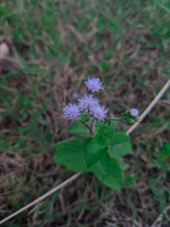 Vertical Shot of a Mistflower on a Field Stock Image - Image of nature ...