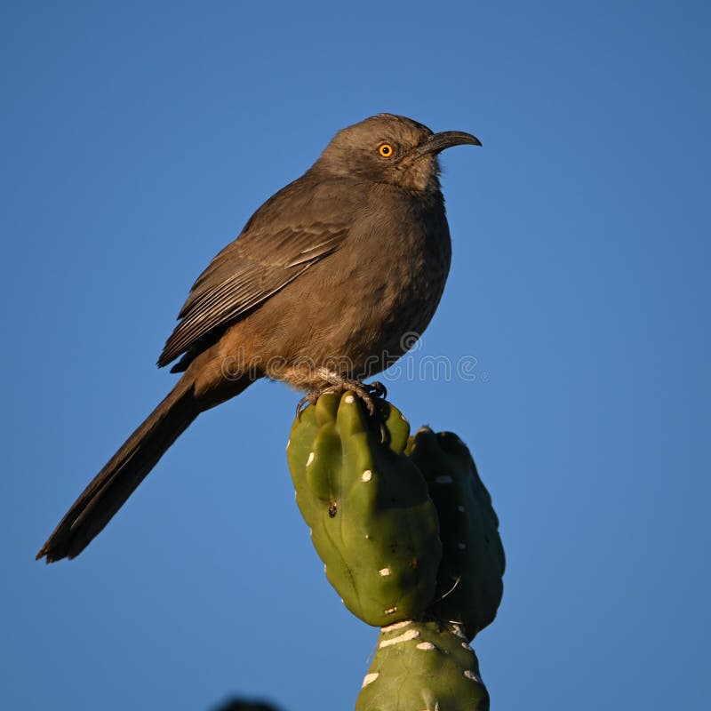 Vertical Shot of a Mockingbird Perched on a Plant Stock Photo - Image ...