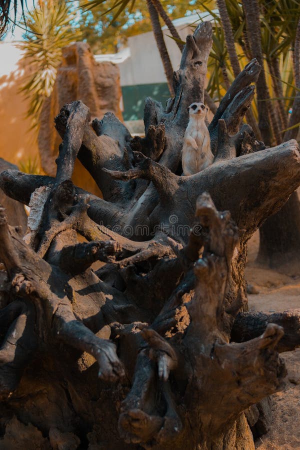 Vertical Shot of a Mongoose Standing on Big Old Tree Branches Stock ...