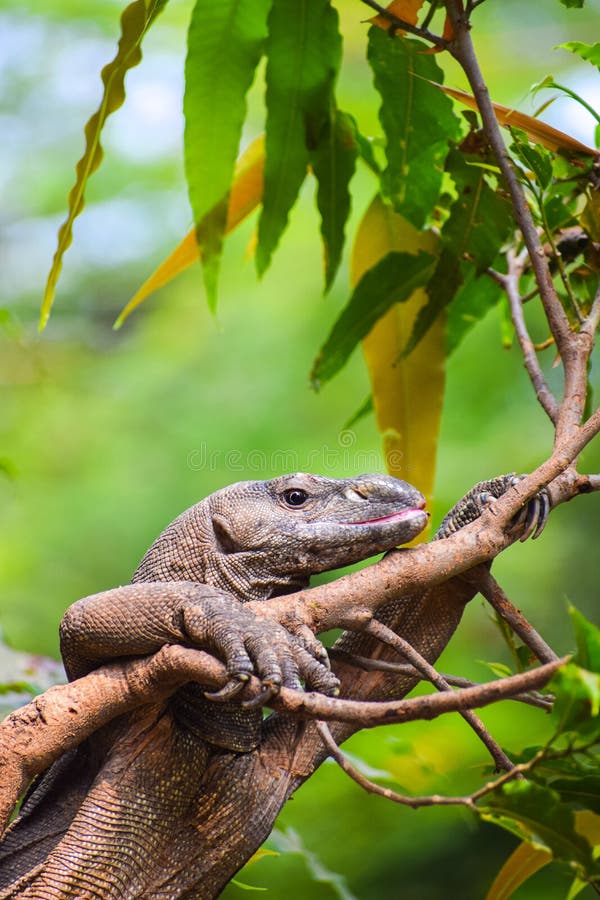 Vertical Shot of a Monitor Lizard on a Tree Branch Stock Photo - Image ...
