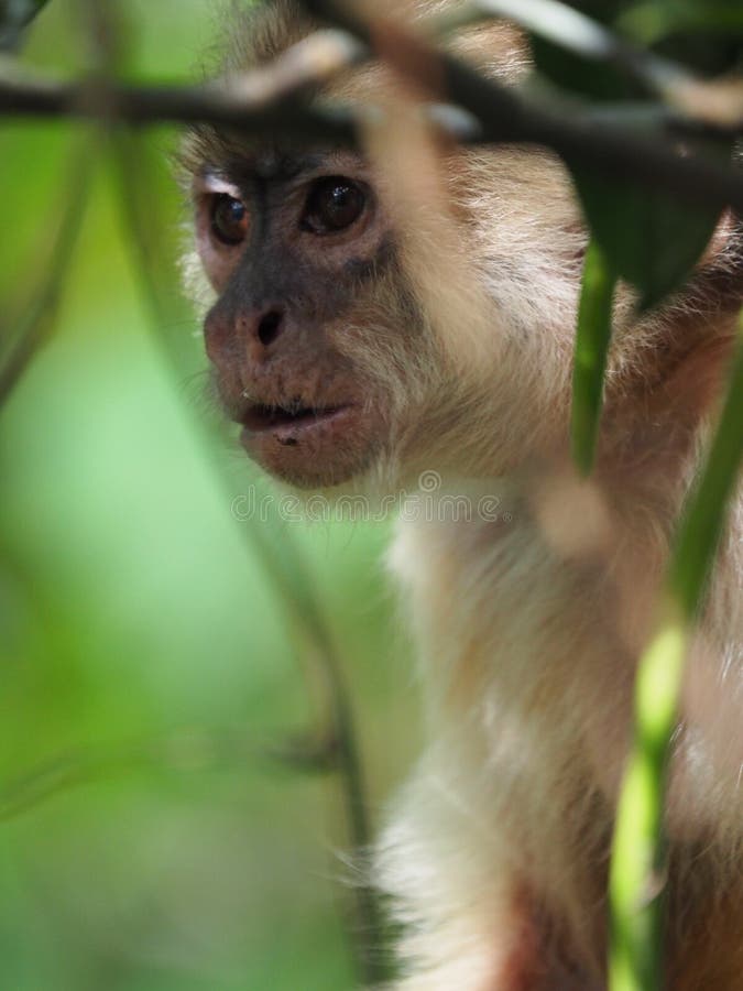 Vertical shot of a monkey stock image. Image of domestic - 193829723