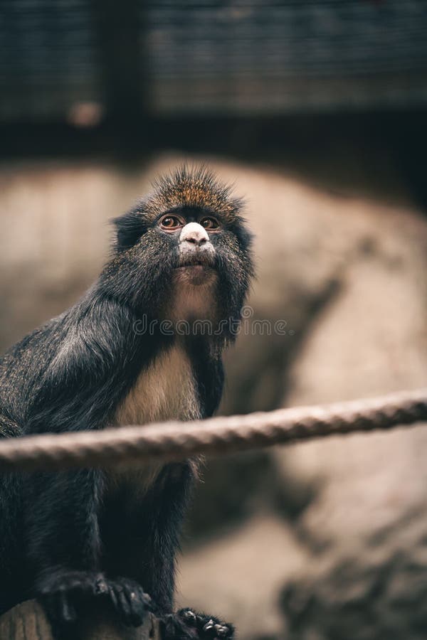 Vertical Shot of a Monkey in Captivity Stock Photo - Image of habitat ...