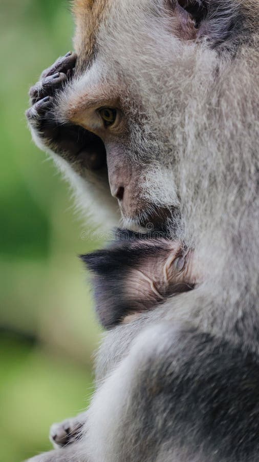 Vertical Shot of a Monkey Feeding Its Baby Stock Image - Image of ...