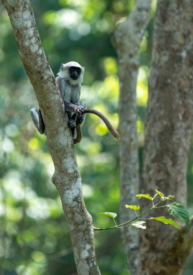 Vertical Shot of a Monkey in a Forest Stock Image - Image of species ...