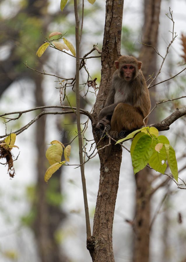 Vertical Shot of a Monkey in a Forest Stock Photo - Image of vegetation ...