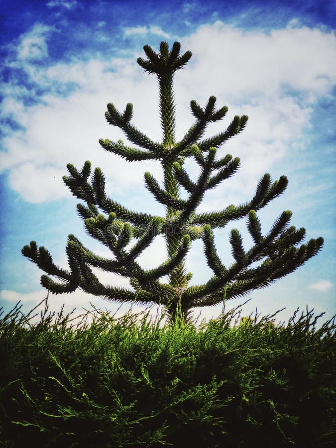 Vertical Shot of a Monkey Puzzles Tree Under the Cloudy Sky Stock Image ...