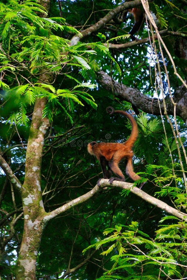Vertical Shot of a Monkey in a Rainforest Stock Photo - Image of tree ...