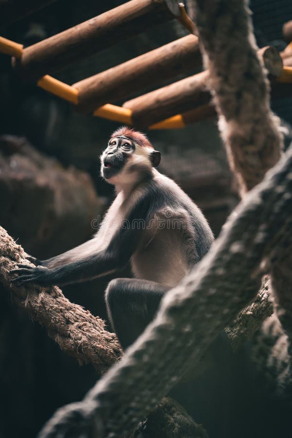 Vertical Shot of a Monkey Sitting on a Branch of a Tree Inside Its Cage ...