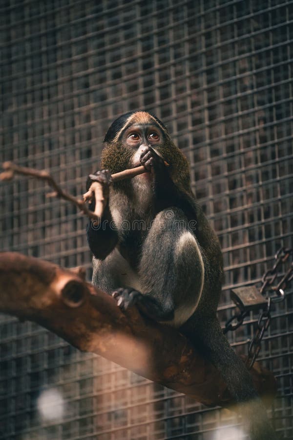 Vertical Shot of a Monkey Sitting on a Branch of a Tree Inside Its Cage ...