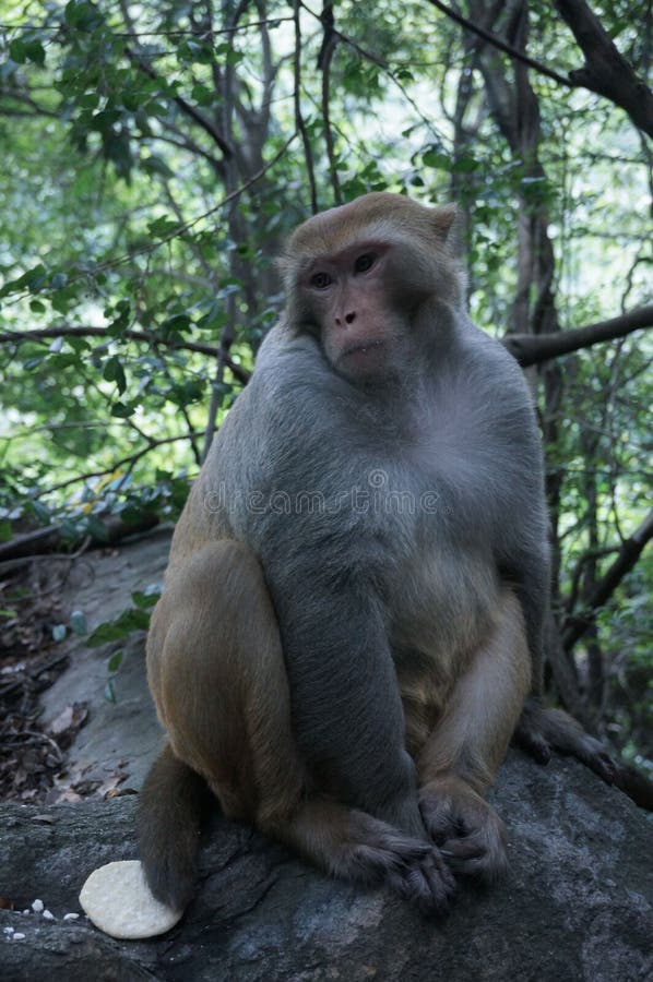 Vertical Shot of a Monkey Sitting on a Rock. Stock Image - Image of ...
