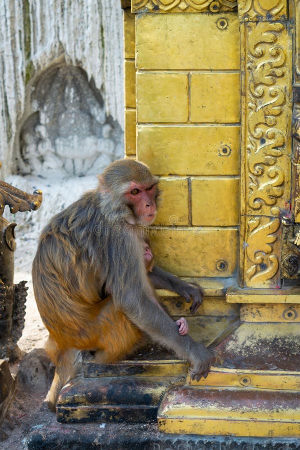 Vertical Shot of a Monkey Sitting on a Wall in the Monkey Temple in ...