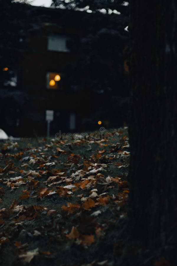 Vertical Shot of a Moody Autumn Scenery in a Forest Stock Photo - Image ...