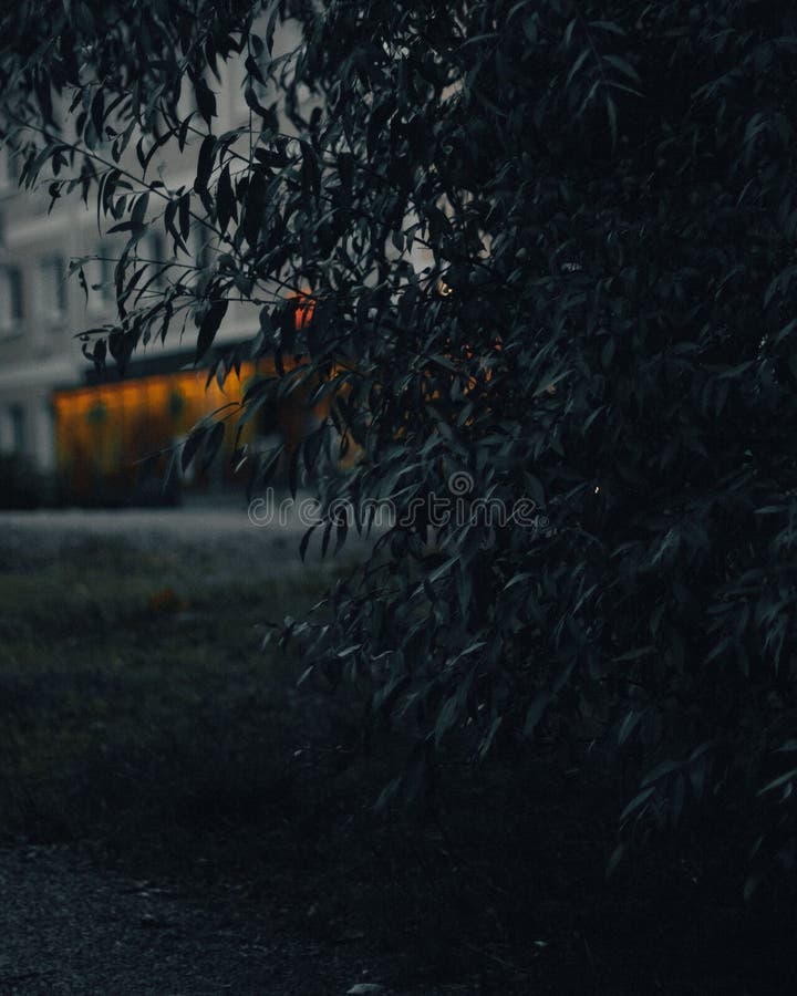 Vertical Shot of a Moody Autumn Scenery in a Forest Stock Photo - Image ...