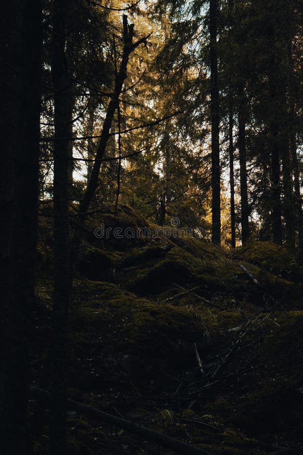 Vertical Shot of a Moody Autumn Scenery in a Forest Stock Image - Image ...