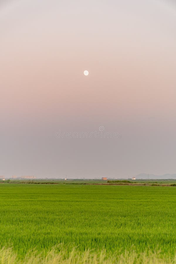 Vertical Shot of the Moon Over the Rice Fields in La Albufera, Valencia ...